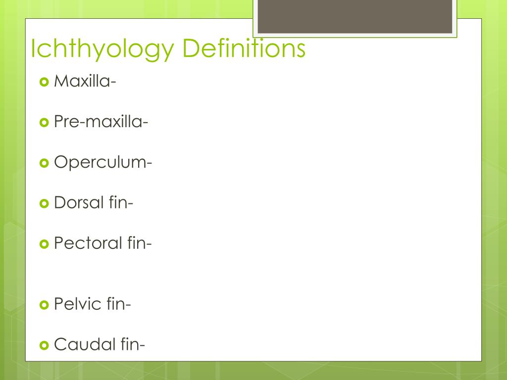 PPT - Ichthyology- The scientific study of fishes PowerPoint ...