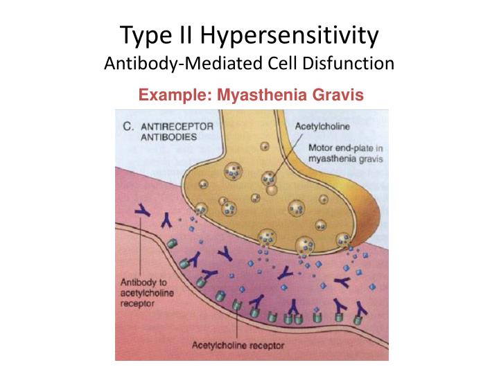 PPT - Hypersensitivity PowerPoint Presentation - ID:1976405