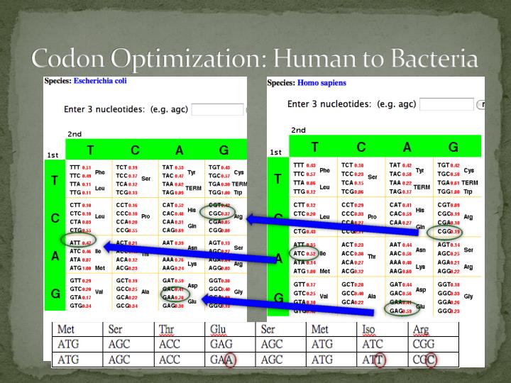 PPT - Codon Optimization PowerPoint Presentation - ID:1976485