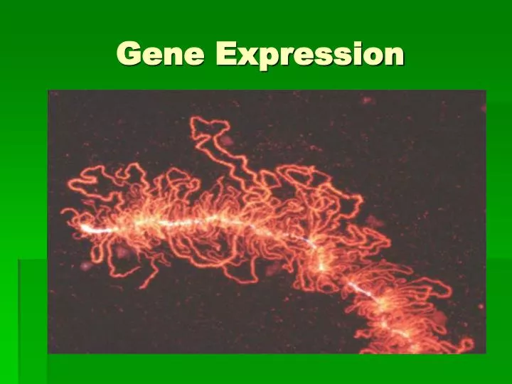 PPT - Gene Expression PowerPoint Presentation, free download - ID:1976539