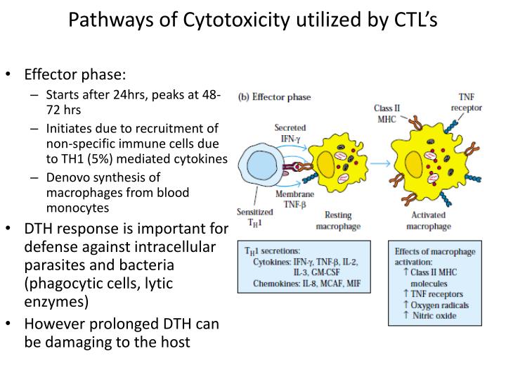 PPT - Antibody-Mediated Cytotoxicity ( Type II)Hypersensitivity 3 ...