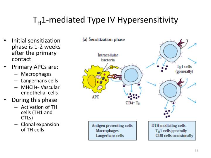 PPT - Antibody-Mediated Cytotoxicity ( Type II)Hypersensitivity 3 Mechanisms PowerPoint ...
