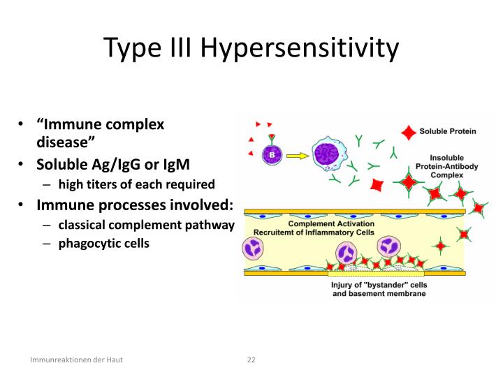 PPT - Antibody-Mediated Cytotoxicity ( Type II)Hypersensitivity 3 ...