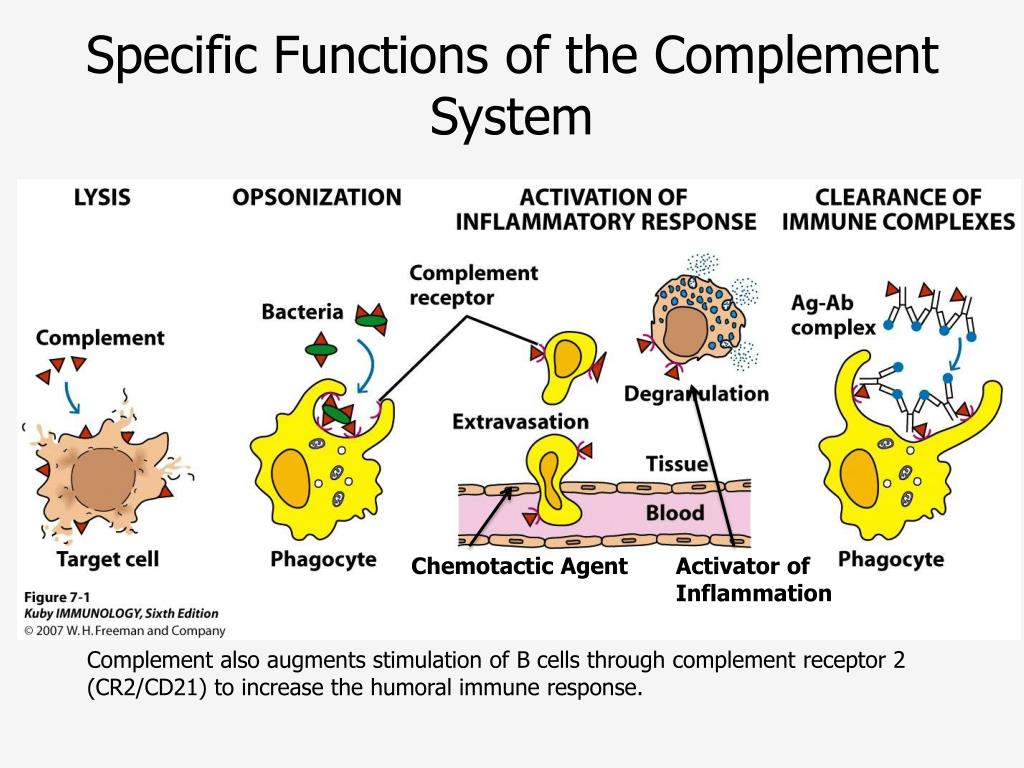 Ppt The Complement System Powerpoint Presentation Free Download Id