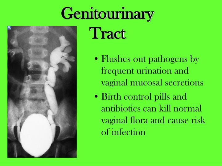 PPT - Body Defenses PowerPoint Presentation - ID:1976827