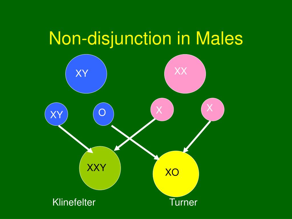PPT - Mitosis versus Meiosis PowerPoint Presentation, free download ...