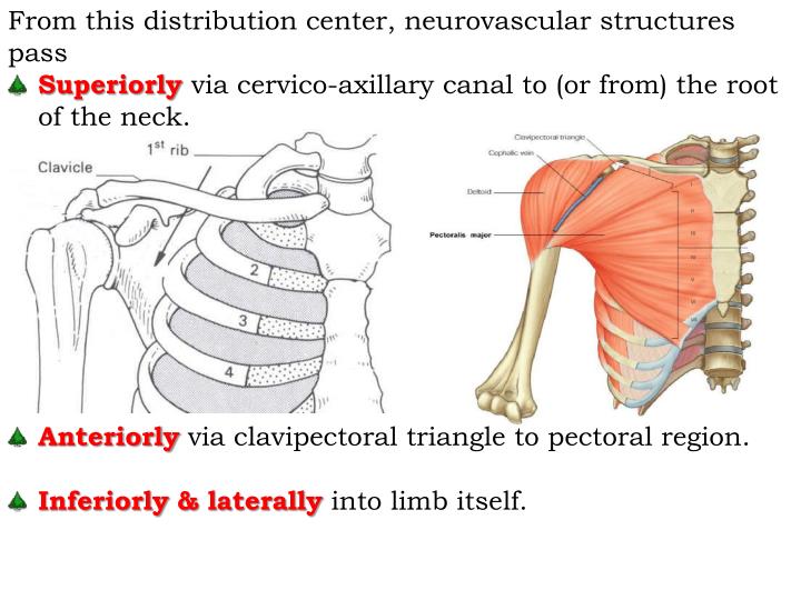 PPT - Axilla & Brachial plexus PowerPoint Presentation - ID:1977211