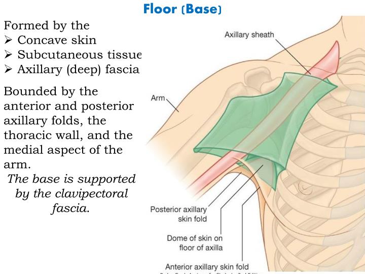 PPT - Axilla & Brachial plexus PowerPoint Presentation - ID:1977211