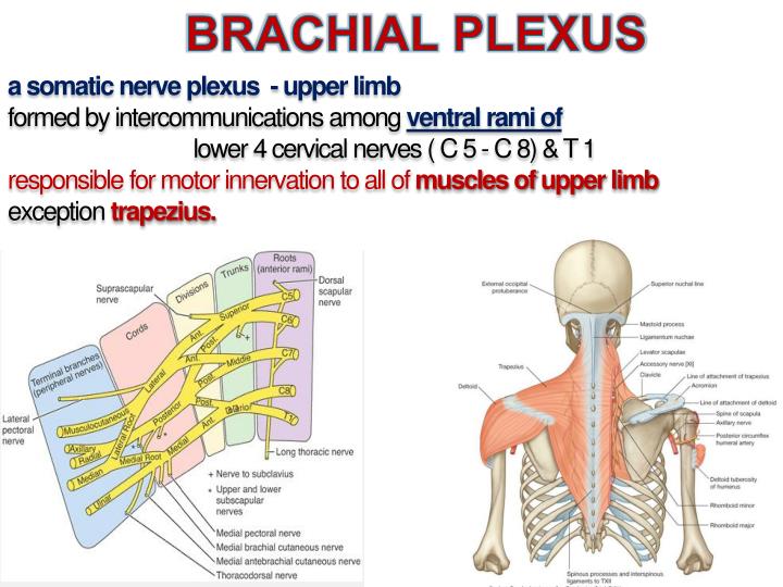 PPT - Axilla & Brachial plexus PowerPoint Presentation - ID:1977211
