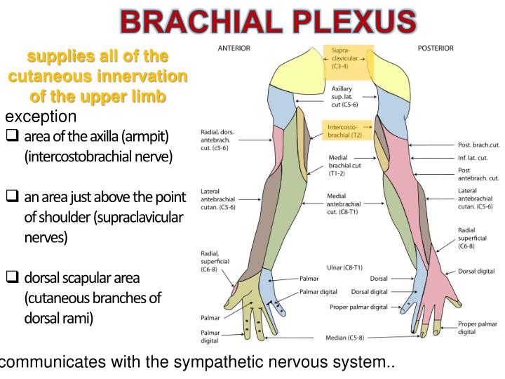 PPT - Axilla & Brachial plexus PowerPoint Presentation - ID:1977211