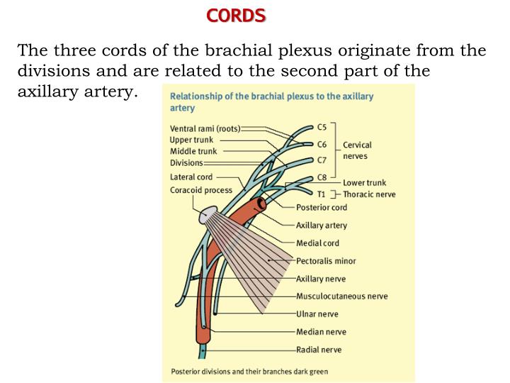 PPT - Axilla & Brachial plexus PowerPoint Presentation - ID:1977211