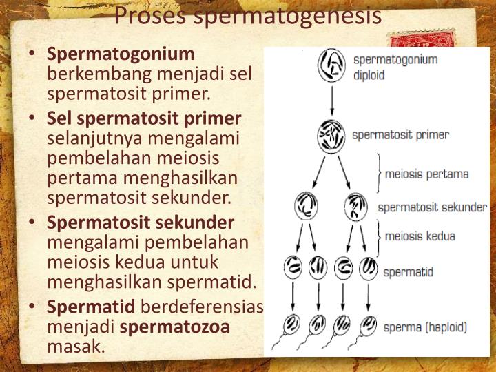 PPT - Sistem Reproduksi (Spermatogenesis dan Oogenesis) PowerPoint ...