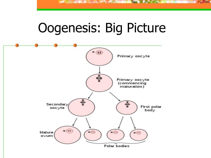 PPT - Livestock Breeding and Genetics PowerPoint Presentation - ID:1977433