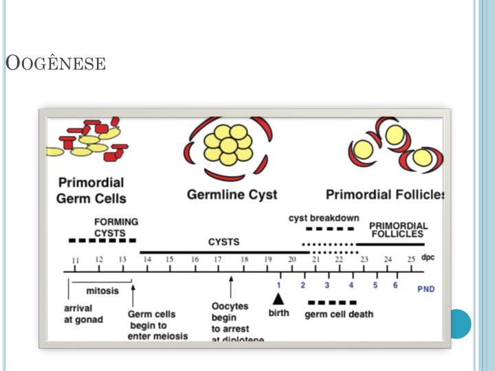 PPT - Ciclo estral, Oogênese e foliculogênese PowerPoint Presentation ...
