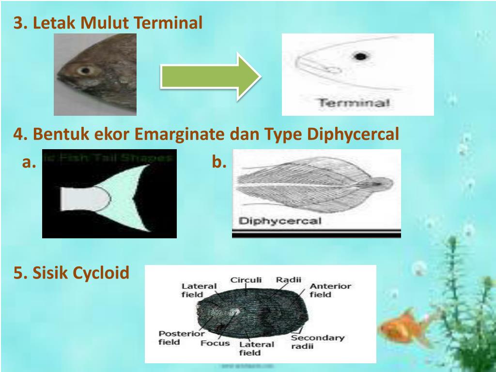 PPT - Anatomi Ikan Bawal dan Observasi ikan PowerPoint Presentation ...