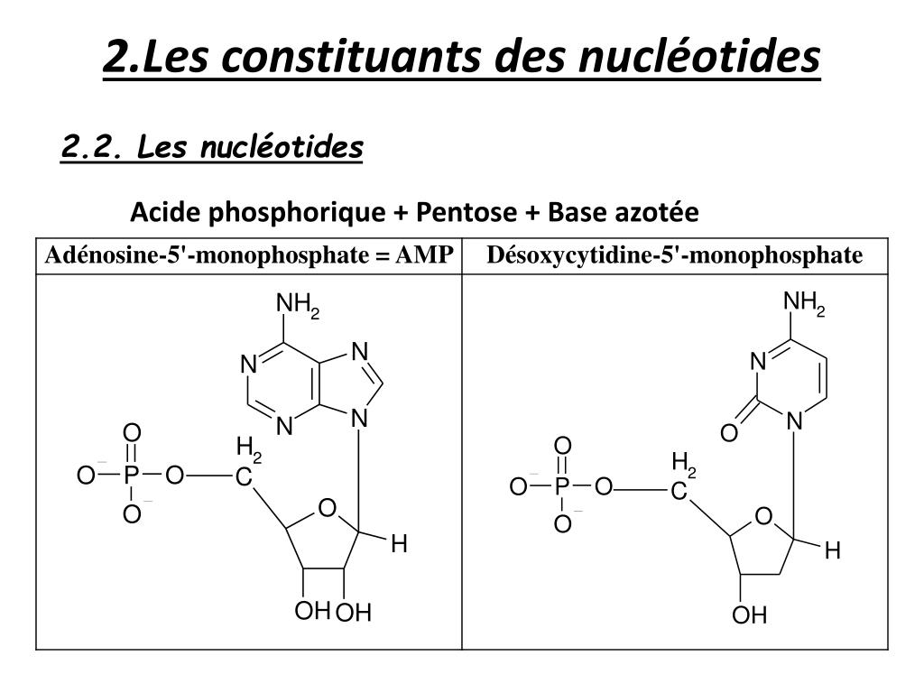 PPT - Les bases azotées et leurs dérivés nucléotidiques PowerPoint ...
