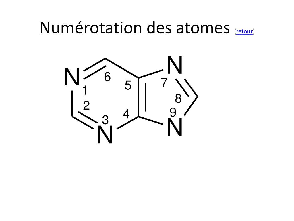 PPT - Les bases azotées et leurs dérivés nucléotidiques PowerPoint ...