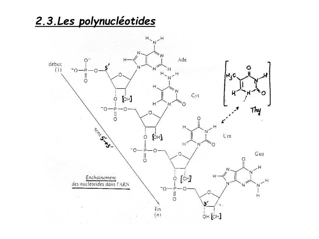 PPT - Les bases azotées et leurs dérivés nucléotidiques PowerPoint ...