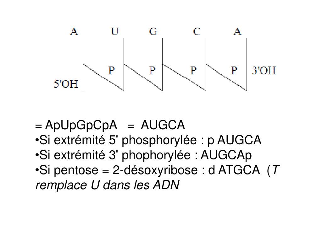 PPT - Les bases azotées et leurs dérivés nucléotidiques PowerPoint ...
