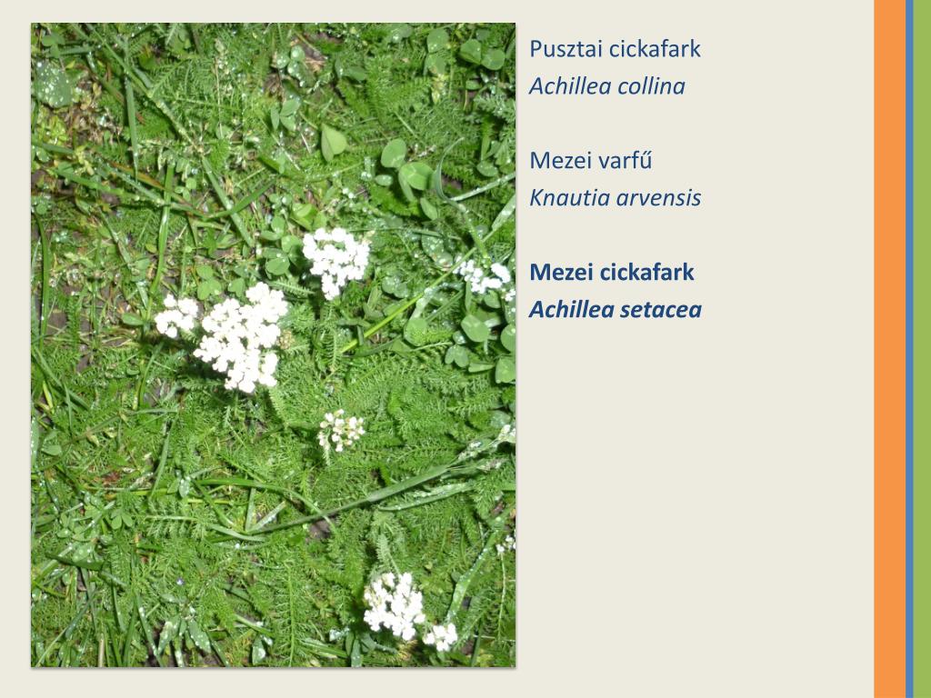 PPT - www.kunhalmok.hu Készült a Nemzeti Kulturális Alap támogatásával ...