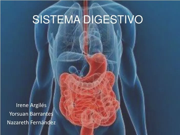 PPT - SISTEMA DIGESTIVO PowerPoint Presentation, free download - ID:1978052