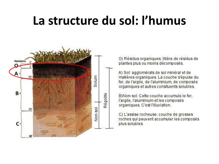 PPT - Les sols PowerPoint Presentation - ID:1978222