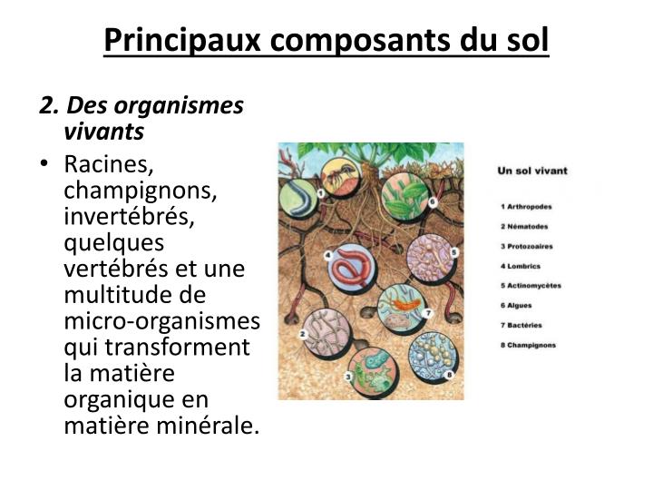 PPT - Les sols PowerPoint Presentation - ID:1978222