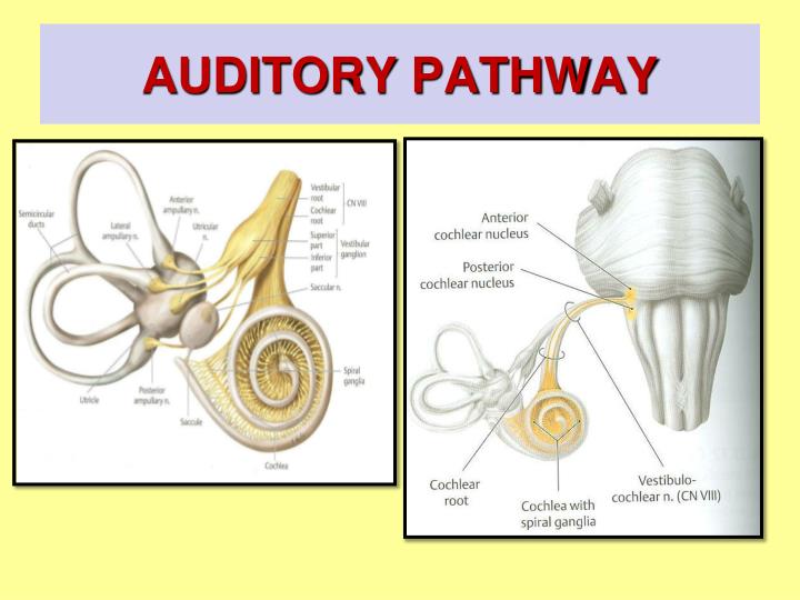 PPT - ANATOMY OF 8 TH CRANIAL NERVES VESTIBULOCOCHLEAR PATHWAYS ...