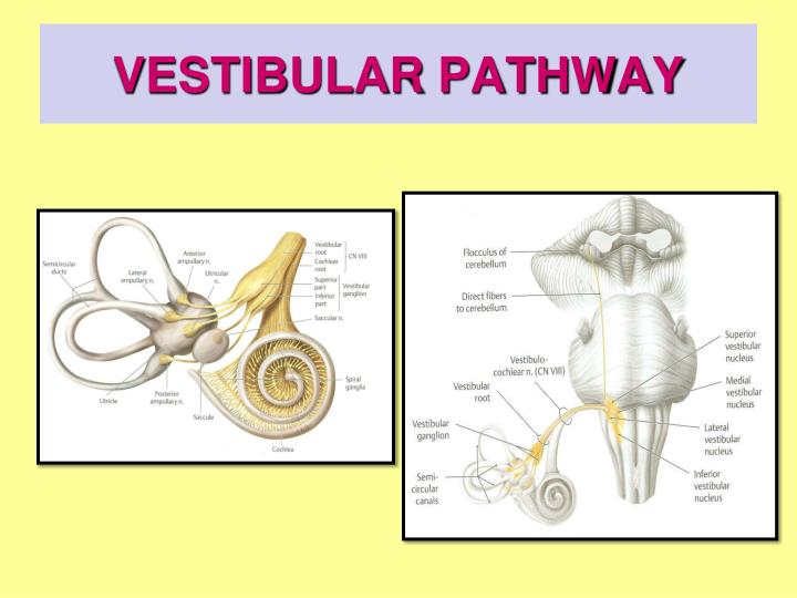 PPT - ANATOMY OF 8 TH CRANIAL NERVES VESTIBULOCOCHLEAR PATHWAYS ...