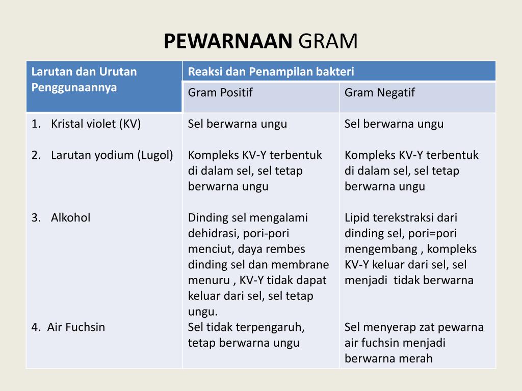 PPT - Persiapan Preparat Untuk pemeriksaan Bakteri PowerPoint ...