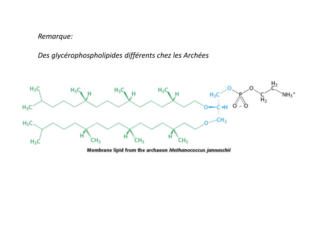 PPT - Les membranes biologiques Membrane plasmique et membranes ...