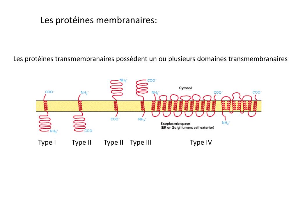 PPT - Les membranes biologiques Membrane plasmique et membranes ...