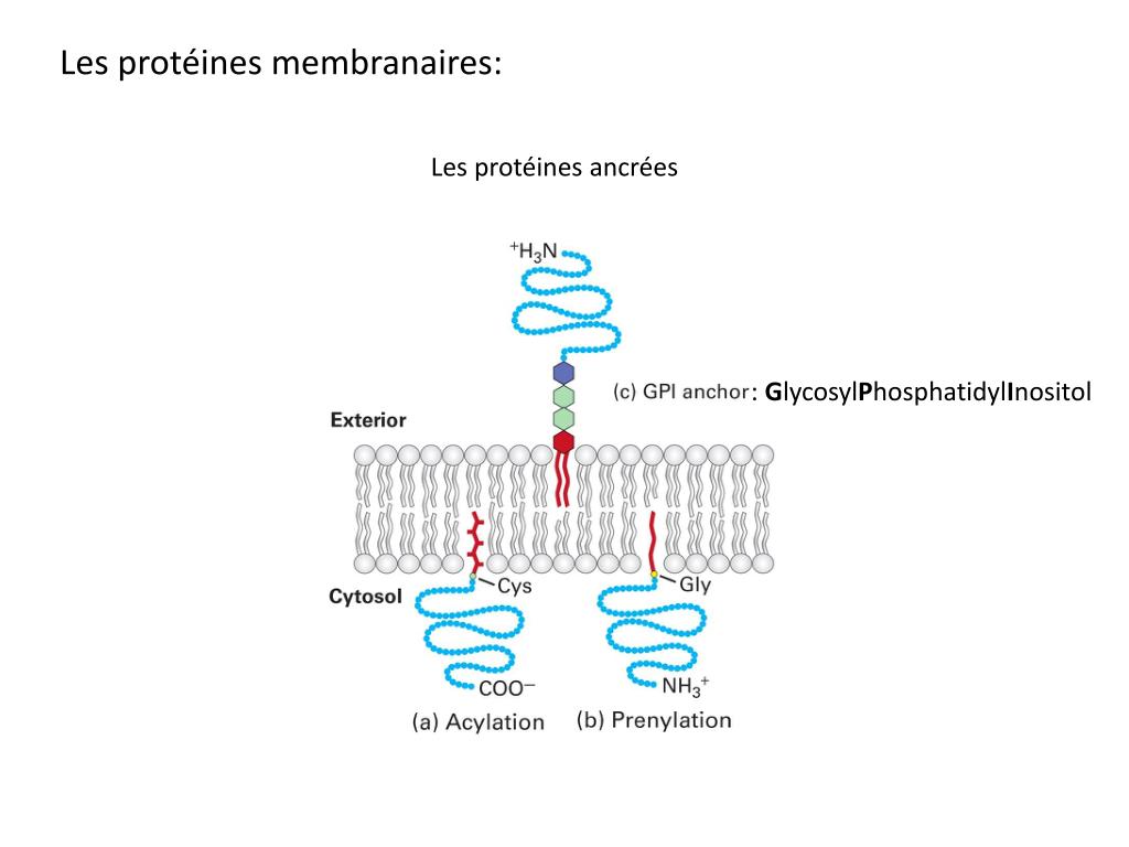 PPT - Les membranes biologiques Membrane plasmique et membranes ...