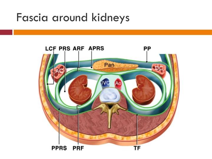 PPT - Fascia of the Abdomen PowerPoint Presentation - ID:1978915