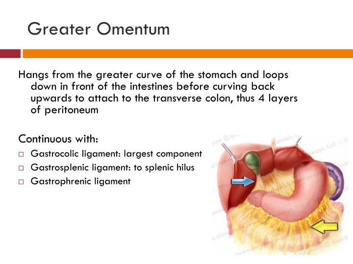 PPT - Fascia of the Abdomen PowerPoint Presentation - ID:1978915