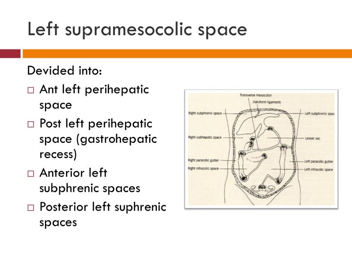 PPT - Fascia of the Abdomen PowerPoint Presentation - ID:1978915