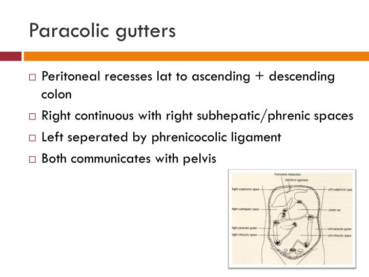PPT - Fascia of the Abdomen PowerPoint Presentation - ID:1978915
