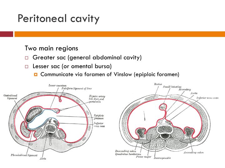 PPT - Fascia of the Abdomen PowerPoint Presentation - ID:1978915