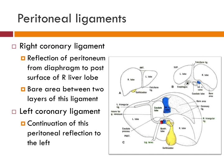 PPT - Fascia of the Abdomen PowerPoint Presentation - ID:1978915