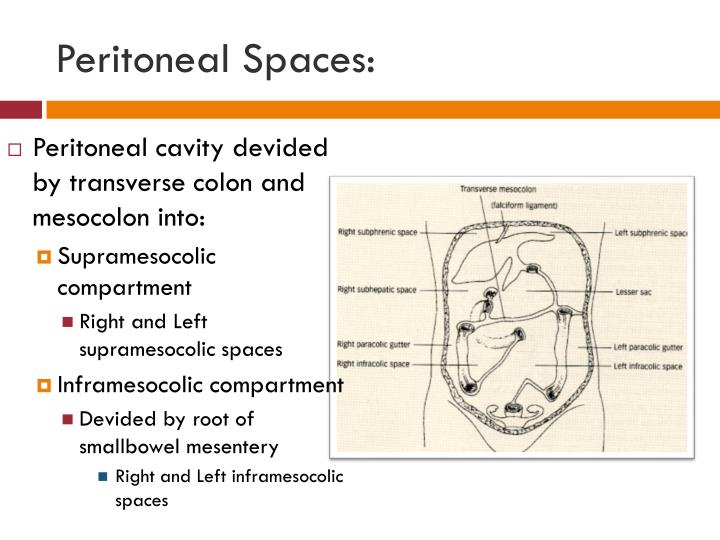 PPT - Fascia of the Abdomen PowerPoint Presentation - ID:1978915