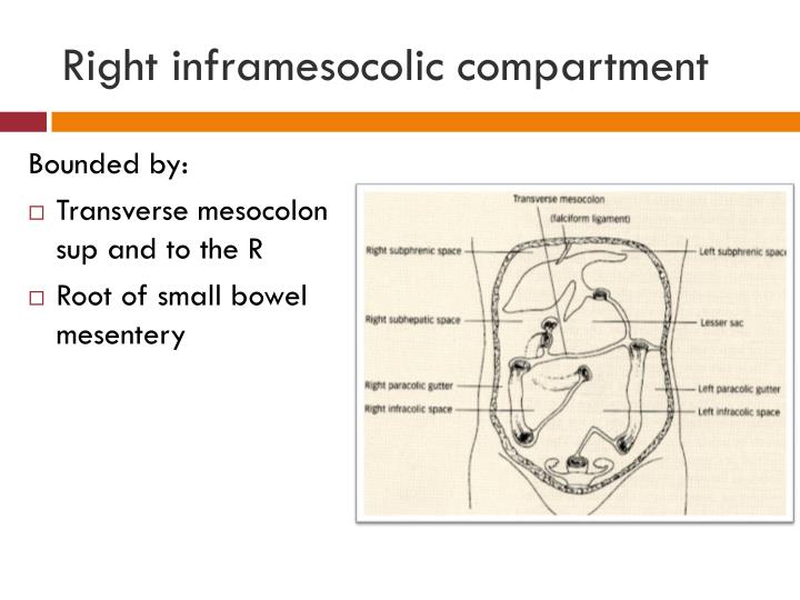 PPT - Fascia of the Abdomen PowerPoint Presentation - ID:1978915