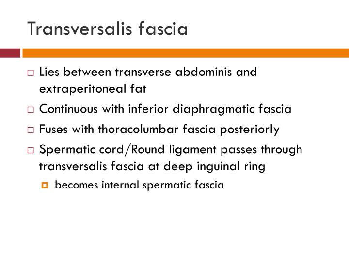 PPT - Fascia of the Abdomen PowerPoint Presentation - ID:1978915
