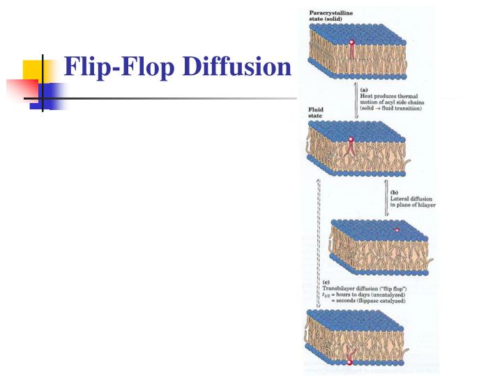 PPT - Introduction to Lipids PowerPoint Presentation - ID:1979264