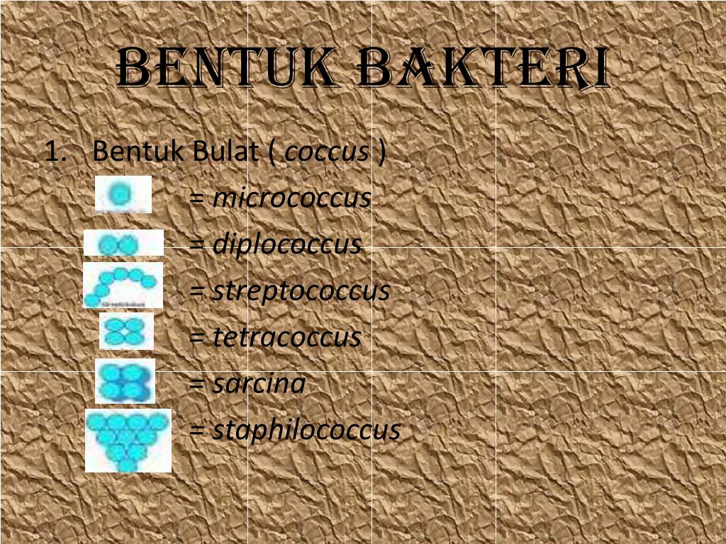 PPT - REMIDI PRAKTIKUM BIOINDUSTRI “ PENGAMATAN DAN PERHITUNGAN ...