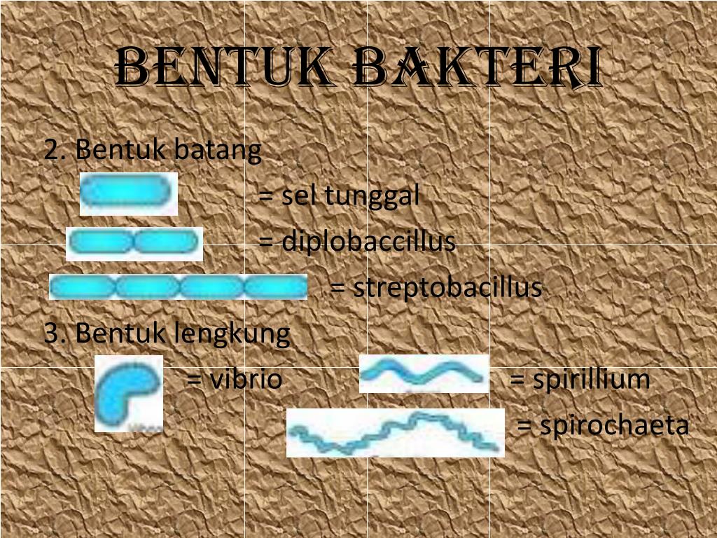 PPT - REMIDI PRAKTIKUM BIOINDUSTRI “ PENGAMATAN DAN PERHITUNGAN ...