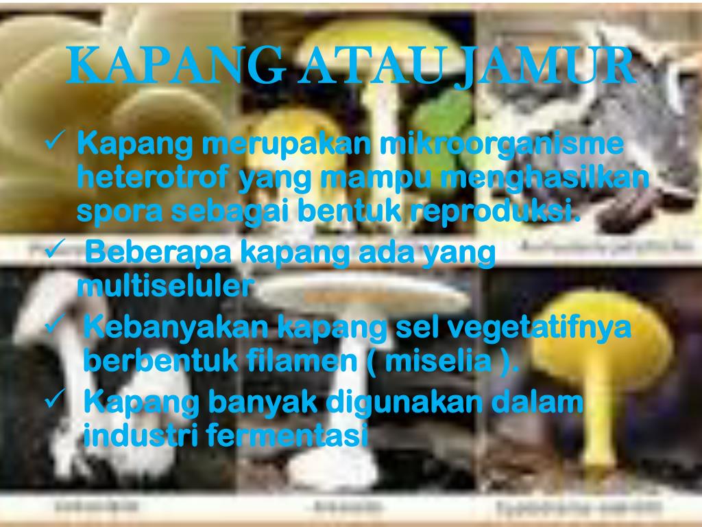 PPT - REMIDI PRAKTIKUM BIOINDUSTRI “ PENGAMATAN DAN PERHITUNGAN ...