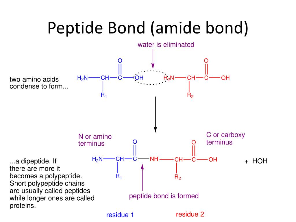 Ppt Proteins Powerpoint Presentation Free Download Id 1979438