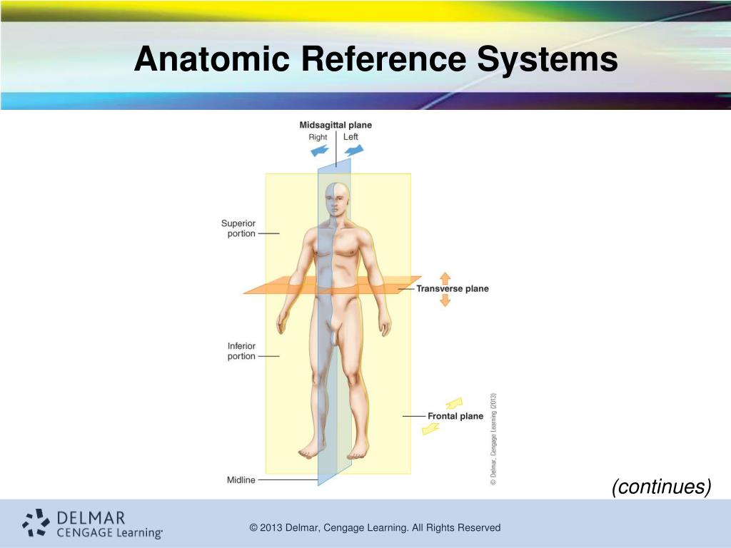 PPT - The Human Body in Health and Disease PowerPoint Presentation ...