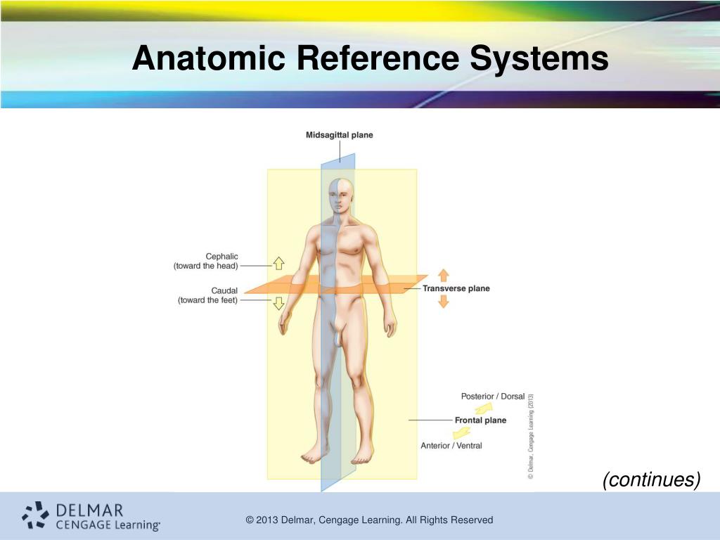PPT - The Human Body in Health and Disease PowerPoint Presentation ...