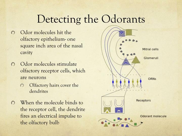 PPT - SMELL AND TASTE PowerPoint Presentation - ID:1980665